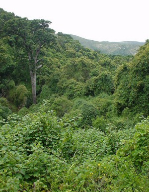Conservation of the Knysna forests - Knysna Woodworkers South Africa